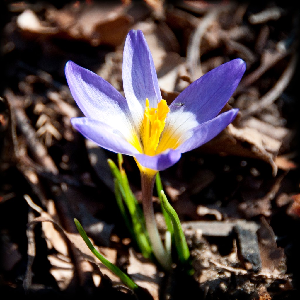garden fence | The Little GSP