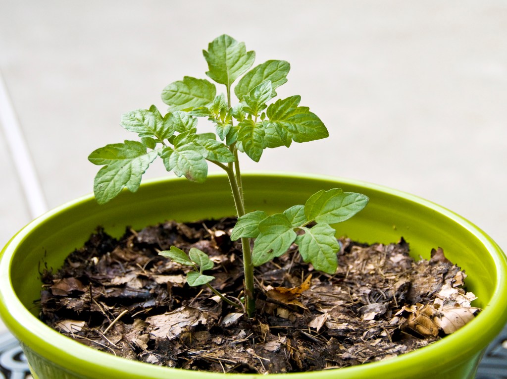 Vegetable Gardening Season has Arrived! | The Little GSP