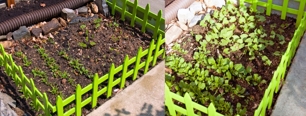 Vegetable Gardening Season has Arrived! | The Little GSP