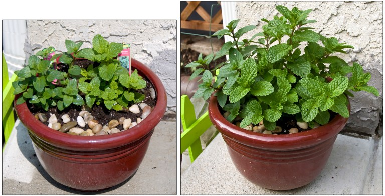 Vegetable Gardening Season has Arrived! | The Little GSP