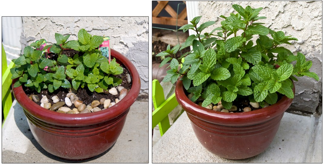 Vegetable Gardening Season has Arrived! | The Little GSP