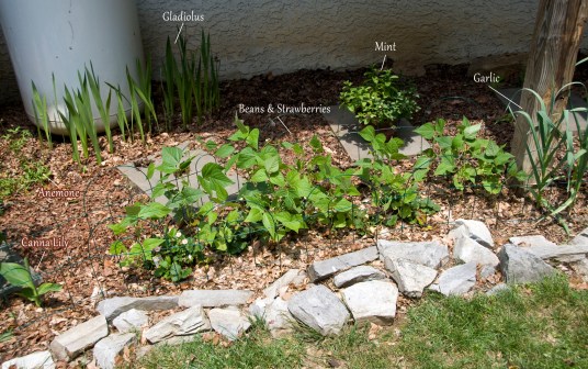 growing vegetables | The Little GSP