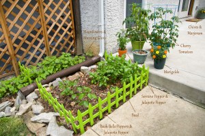 growing vegetables | The Little GSP