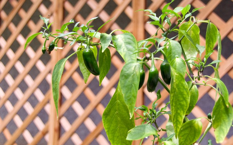 growing vegetables | The Little GSP