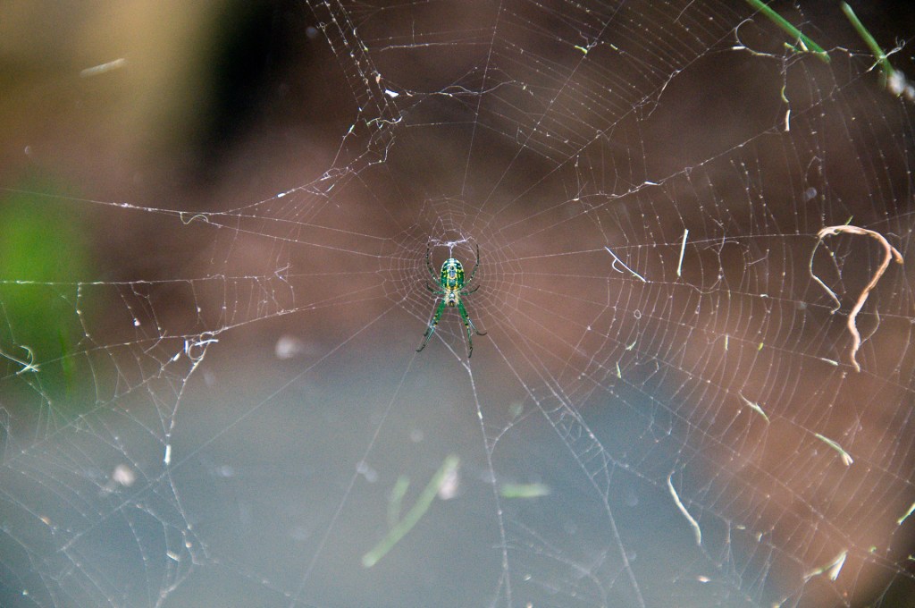 growing vegetables | The Little GSP