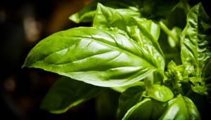 growing vegetables | The Little GSP