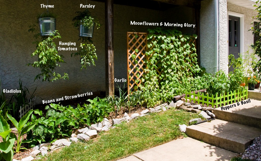 growing vegetables | The Little GSP