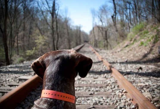 The Darlington Trail (Middletown Trails) | The Little GSP
