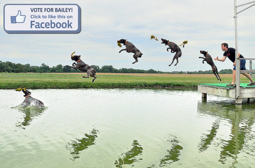 dockdogs | The Little GSP