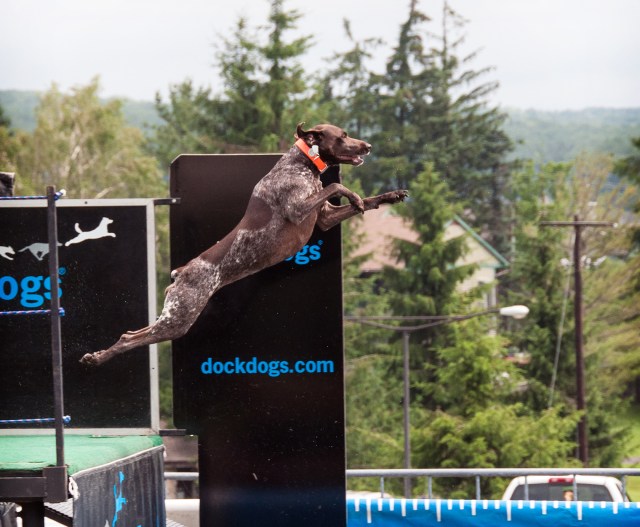 dockdogs | The Little GSP