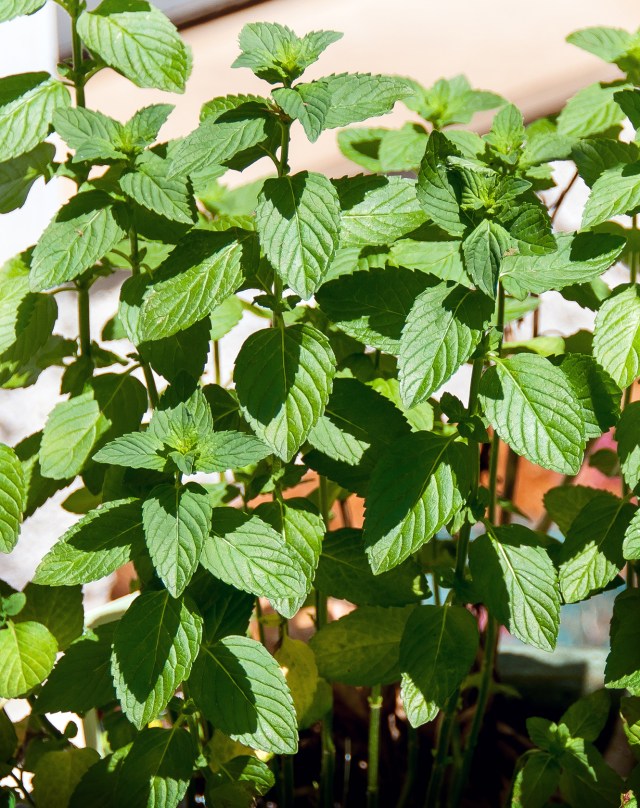 vegetable garden | The Little GSP