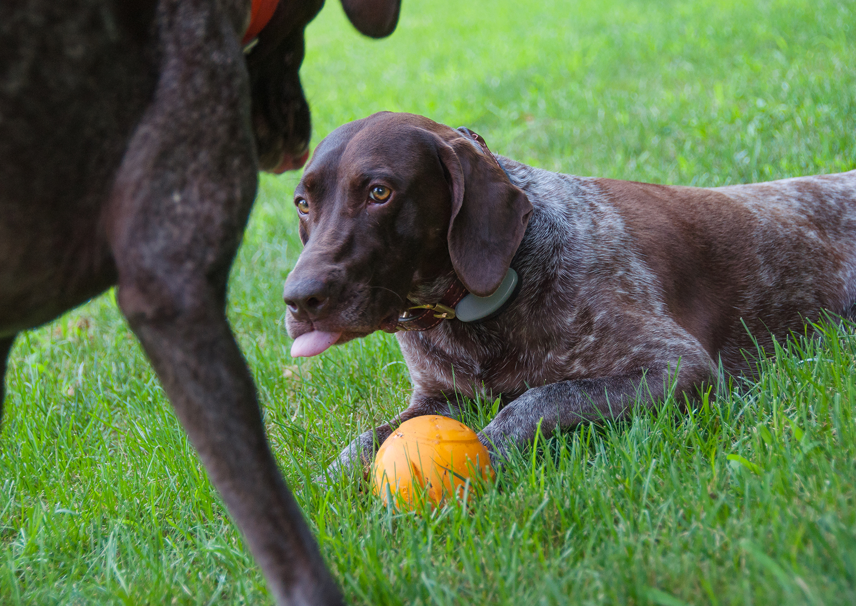 427 Bella sticks her tongue out at Bailey | The Little GSP