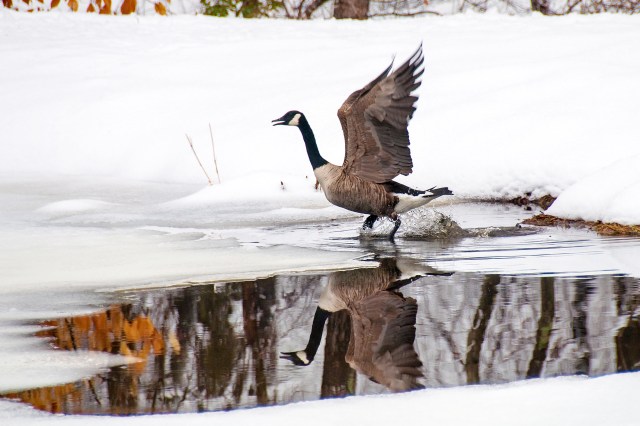 postaday | The Little GSP