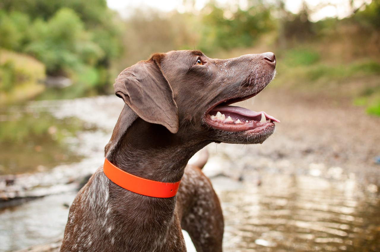Piper | The Little GSP